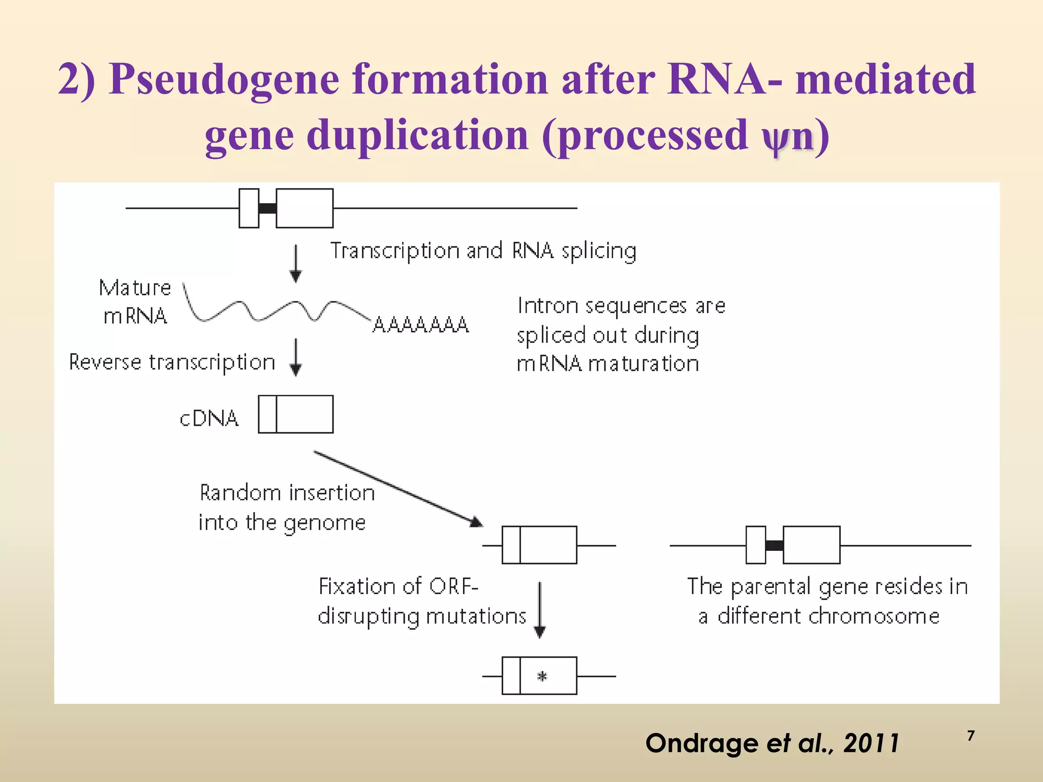 Formation and expression ofpseudogenes | PPTX