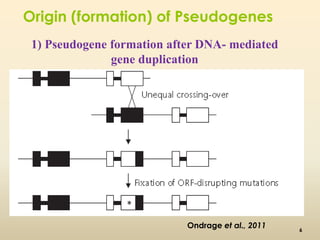Formation and expression ofpseudogenes | PPTX