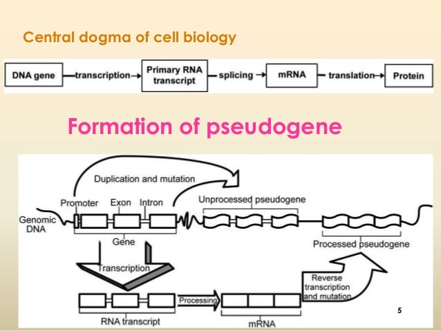 Formation and expression ofpseudogenes