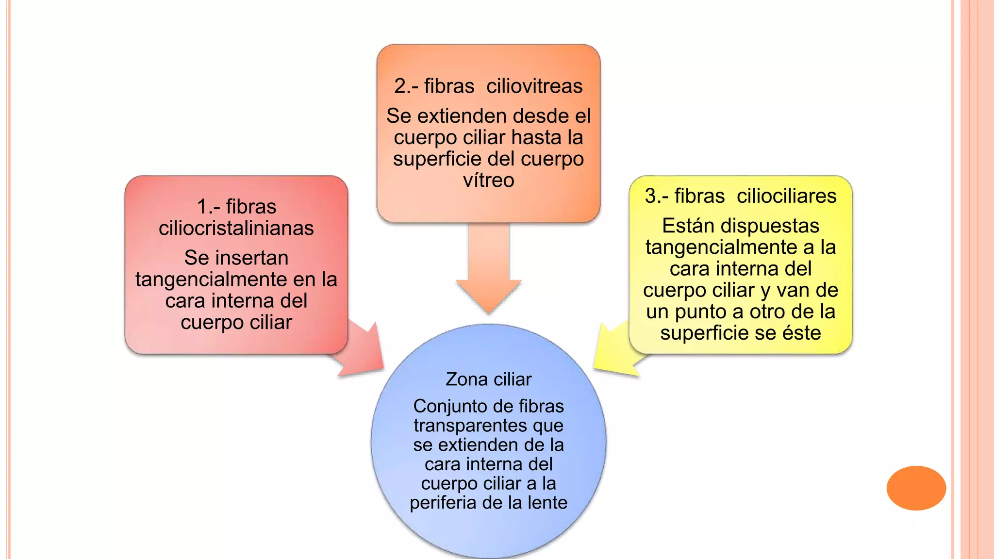 Anatomía de la túnica interna del ojo | PPTX