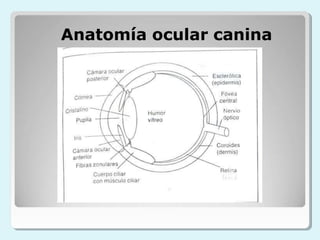 Oftalmología .pptx