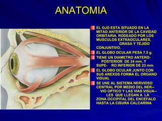 Oftalmologia.anatomia embriol | PPT