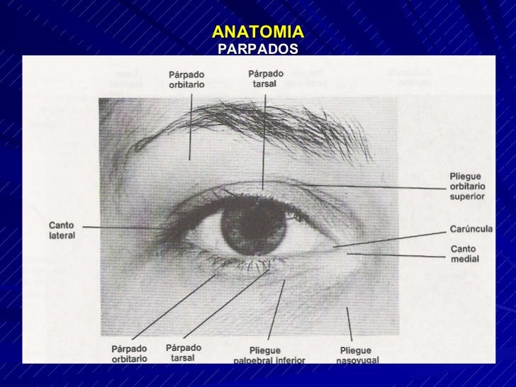 Oftalmologia.anatomia embriol