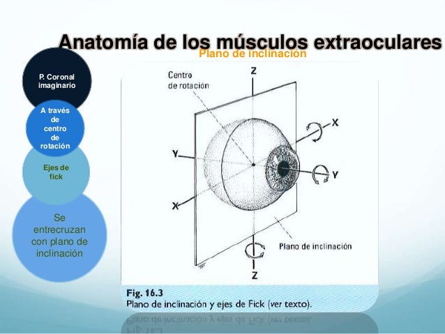 Oftalmologia estrabismo
