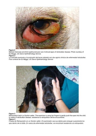 VETERINARIA Oftalmologia exophtalmos | PDF