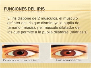 Oftalmo tracto terminado | PPT