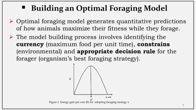 Optimal Foraging Theory (OFT) | PDF | Beekeeping | Hobbies & Interests