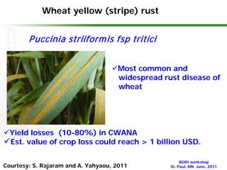 Diversity of Yellow Rust Resistance: Inferences from GWAS in some elite ...