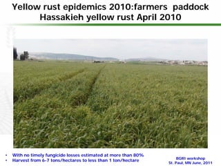 Diversity of Yellow Rust Resistance: Inferences from GWAS in some elite ...