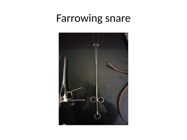 og instruments used In veterinary gynecology and medicine | PPTX