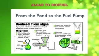 fuel for future : algae biofuel | PPT