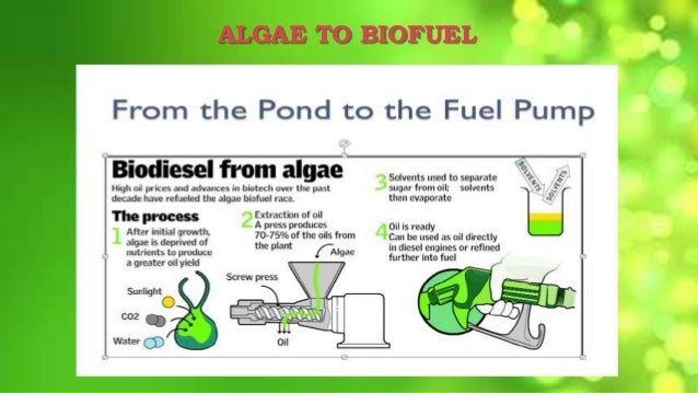 fuel for future : algae biofuel