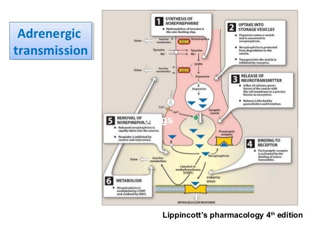 5. adrenergic drugs