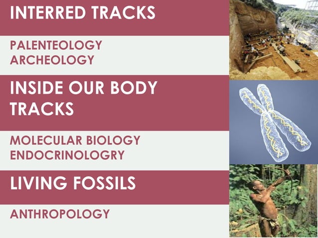 Of human domestication: evolutionary biology and the systems law | PPT