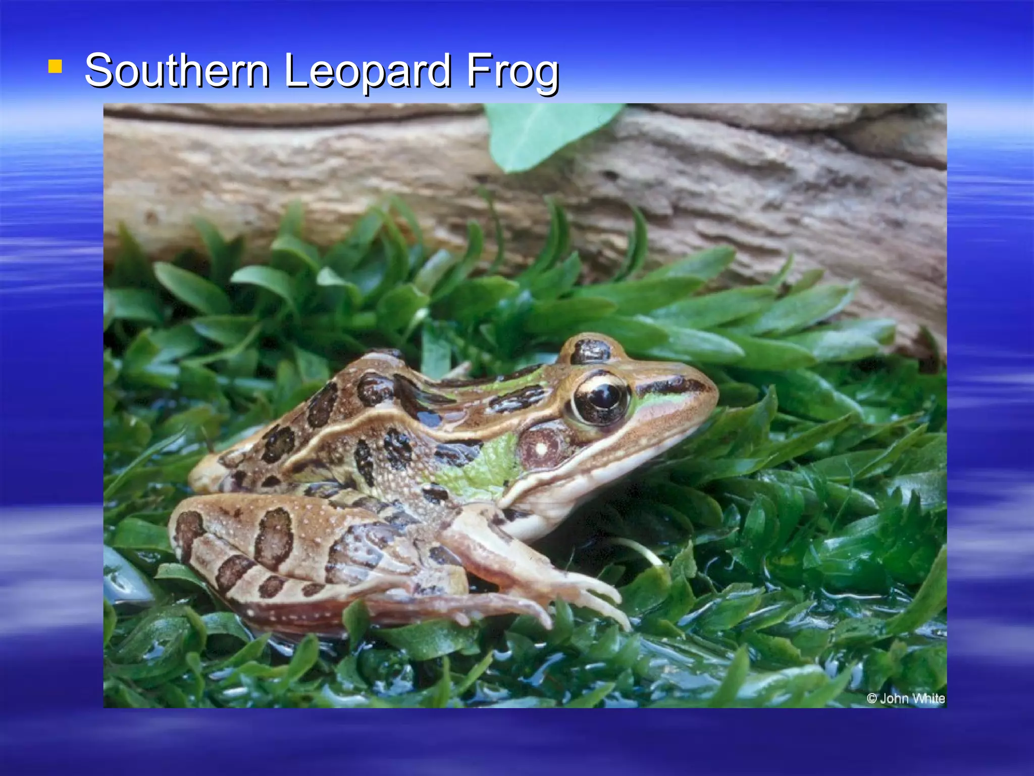 Ohio’s frogs and toads | PPT | Reptiles | Pets