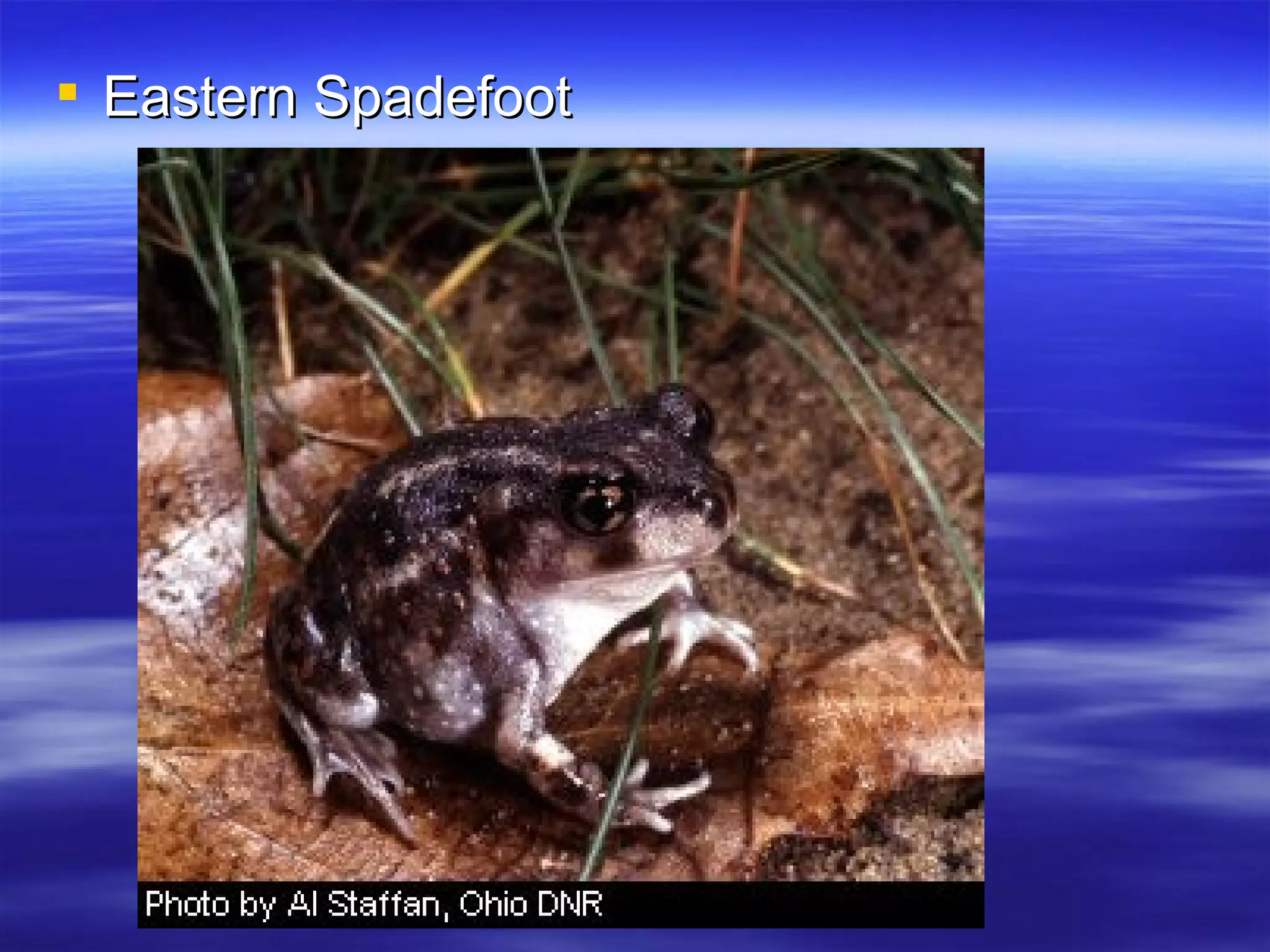 Ohio’s frogs and toads | PPT
