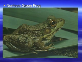 Ohio’s frogs and toads | PPT | Reptiles | Pets