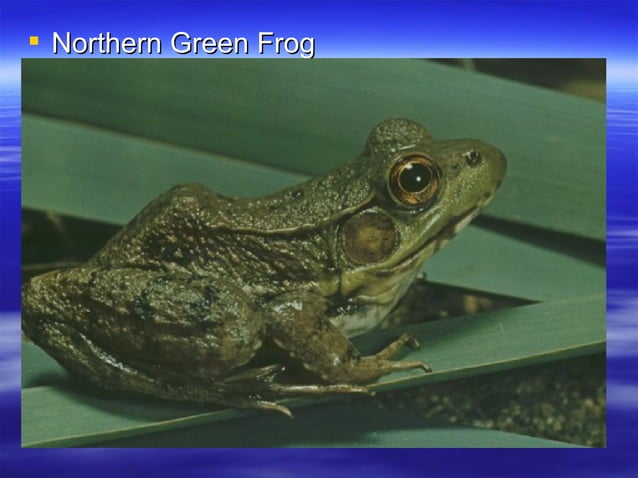 Ohio’s frogs and toads | PPT