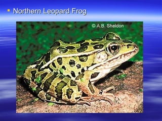 Ohio’s frogs and toads | PPT
