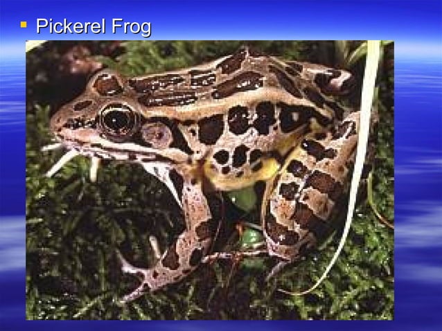 Ohio’s frogs and toads | PPT | Reptiles | Pets