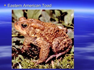 Ohio’s frogs and toads | PPT | Reptiles | Pets