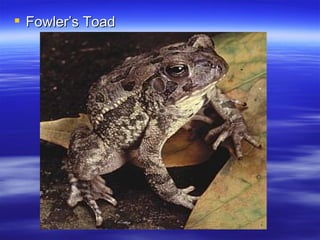 Ohio’s frogs and toads | PPT | Reptiles | Pets