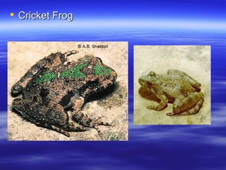 Ohio’s frogs and toads | PPT