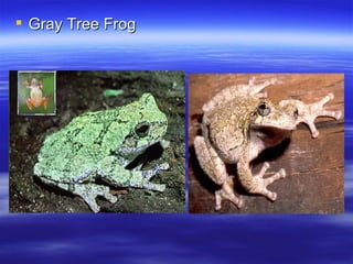 Ohio’s frogs and toads | PPT