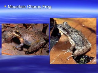 Ohio’s frogs and toads | PPT