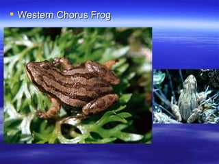 Ohio’s frogs and toads | PPT