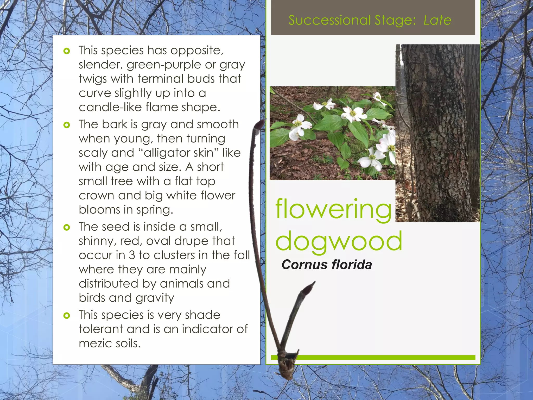 boo boo Ohio tree field guide | PPT