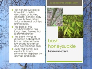 boo boo Ohio tree field guide | PPT