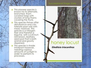 boo boo Ohio tree field guide | PPT