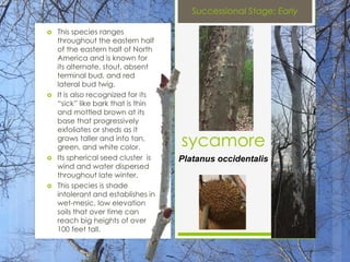 boo boo Ohio tree field guide | PPT