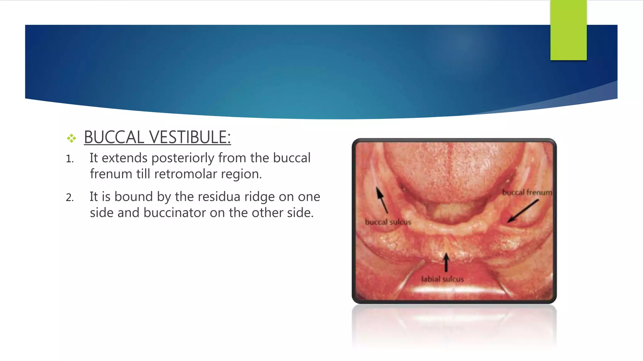 Anatomical landmarks of edentulous mandibular arch ppt (prosthodontics) easily understood | PPTX