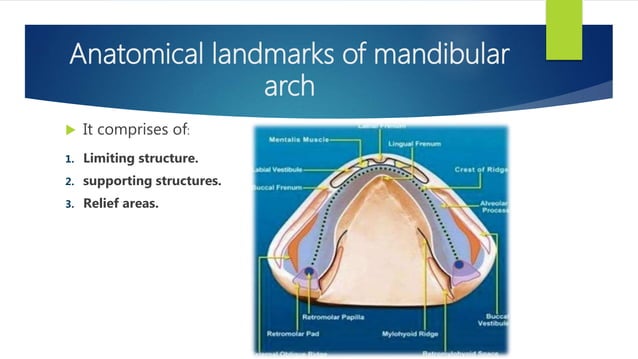 Anatomical landmarks of edentulous mandibular arch ppt (prosthodontics ...
