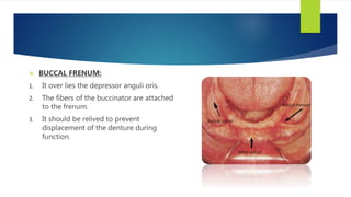 Anatomical landmarks of edentulous mandibular arch ppt (prosthodontics ...