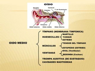 Oido | PPTX