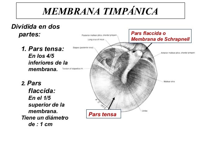 Clase de Oido. Dra. Carolina Espinoza