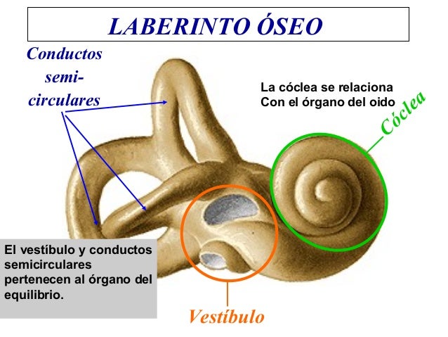 Clase de Oido. Dra. Carolina Espinoza