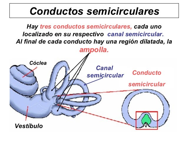 Clase de Oido. Dra. Carolina Espinoza