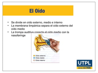 Oido | PPT