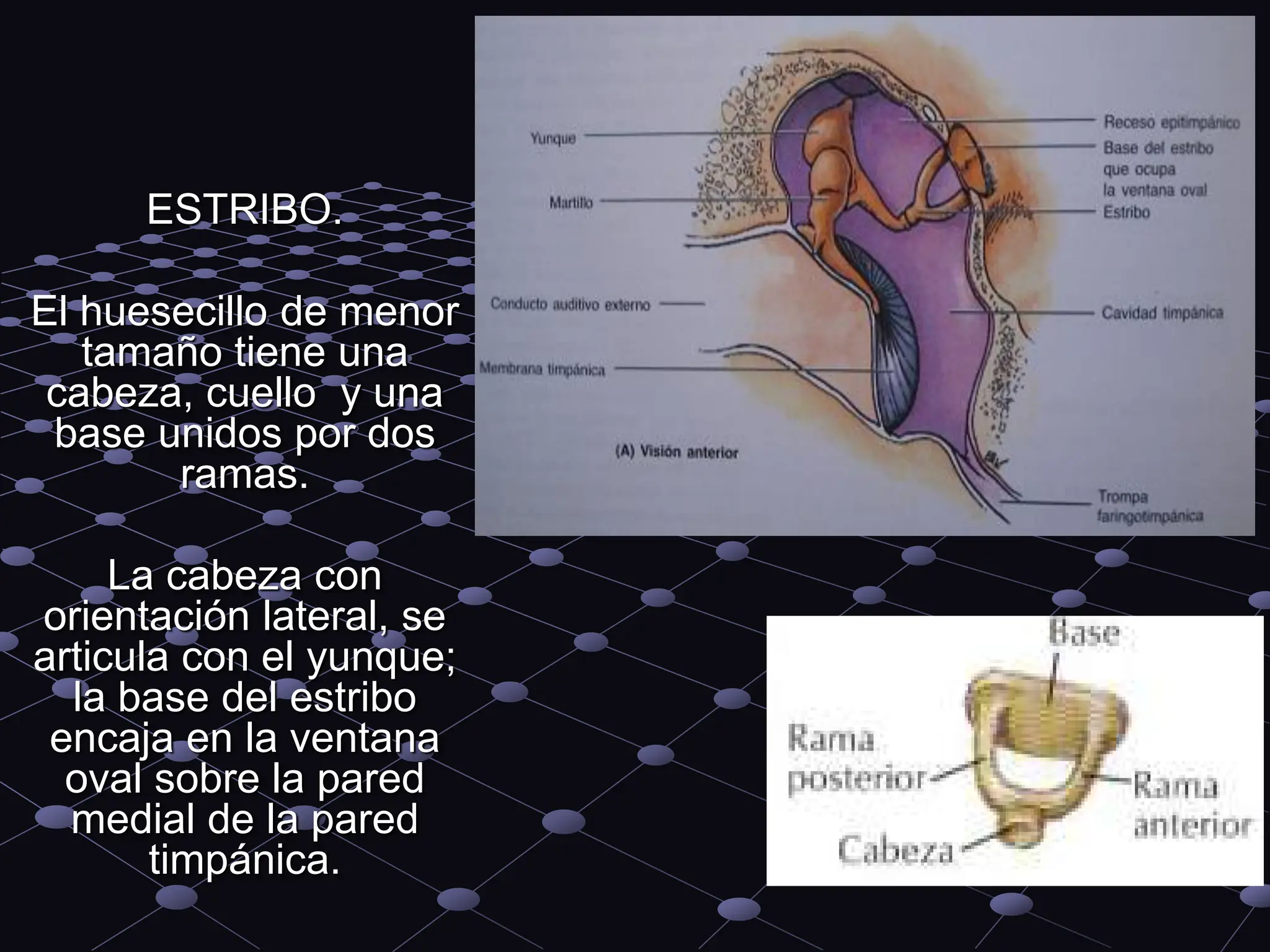 fisiologia y anatomia del oido asi como estructuras etc | PPT