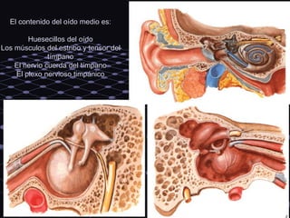 fisiologia y anatomia del oido asi como estructuras etc | PDF