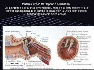 fisiologia y anatomia del oido asi como estructuras etc | PDF