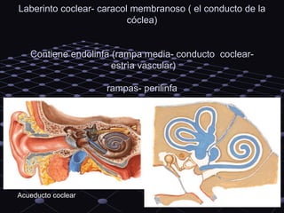 fisiologia y anatomia del oido asi como estructuras etc | PDF