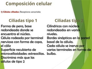 APARATO VESTIBULOCOCLEAR ANATOMIA E HISTOLIGIA(OIDO) | PPTX