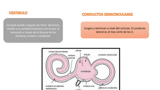 Oido interno | PPTX