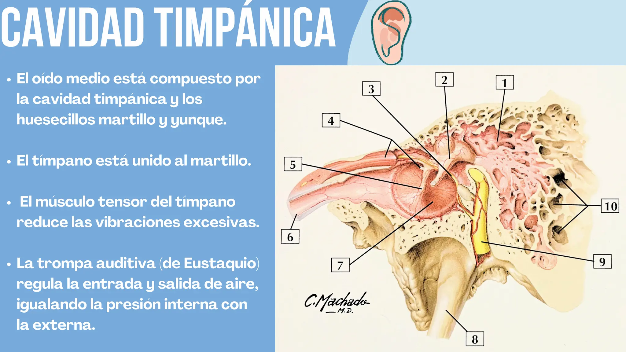 OÍDO, membrana timpánica, estructura y anatomía | PPT