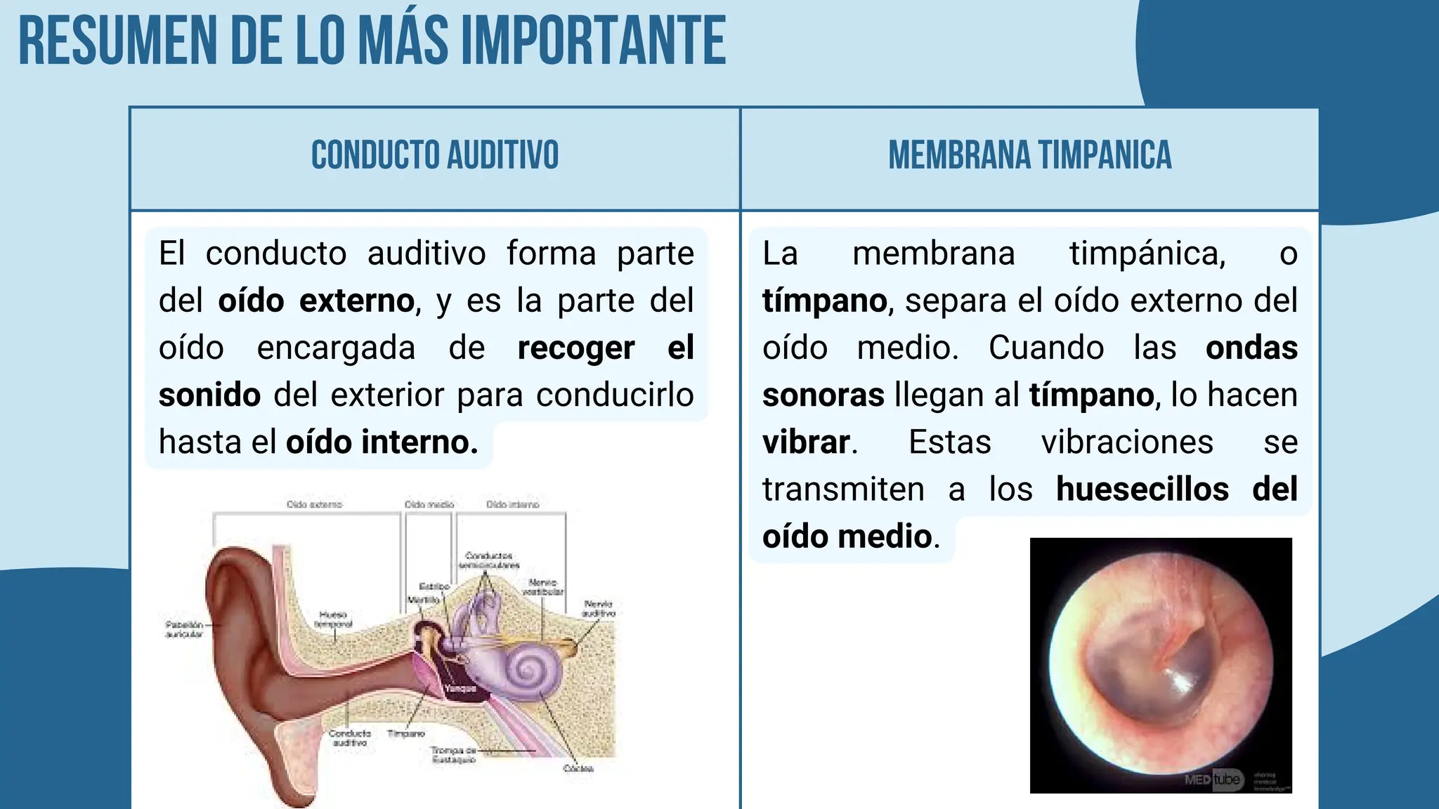 OÍDO, membrana timpánica, estructura y anatomía | PDF